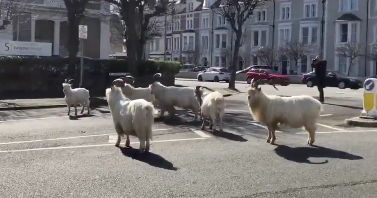 Satanic-Looking Goats Have Taken Over Welsh Town Of… | Kerrang!